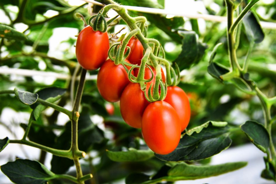 Launch of the genome-edited tomato with increased GABA in Japan - サナテック ...