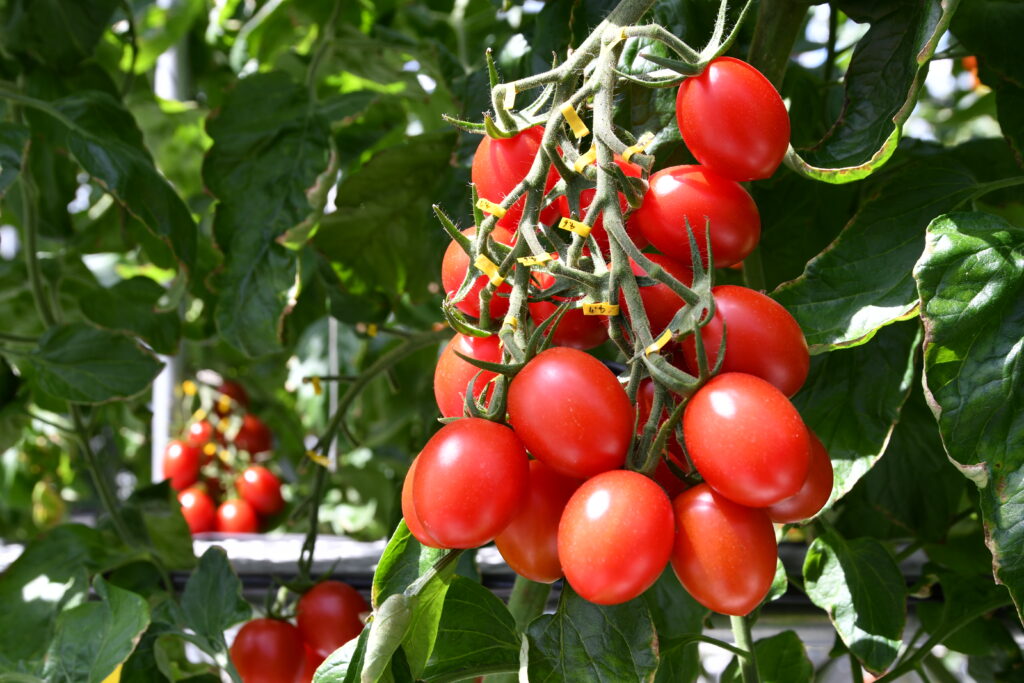 Launch of the genome-edited tomato with increased GABA in Japan | サナテック ...